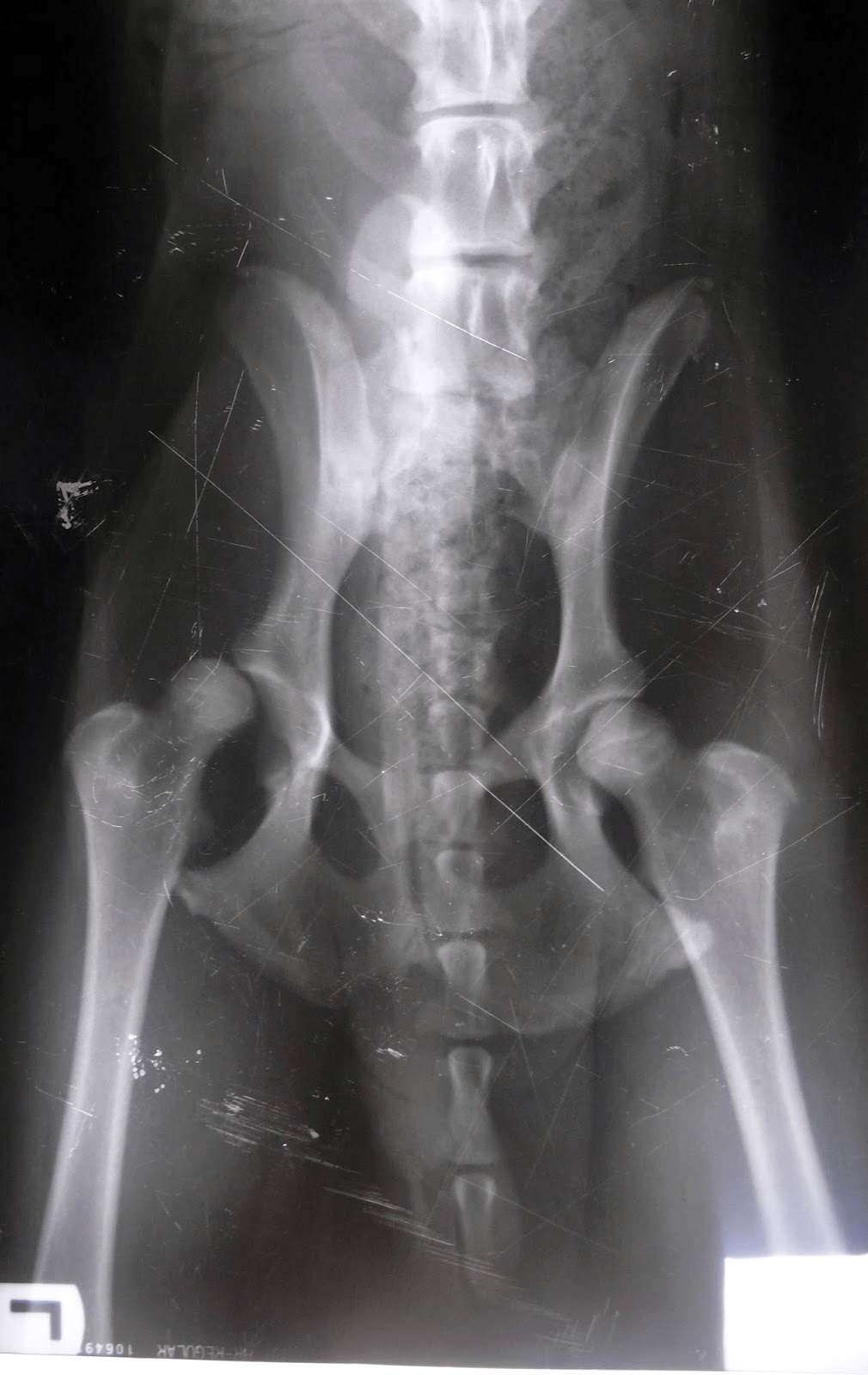 Dos patologias que no salen en los libros - Veterinario Traumatólogo en ...